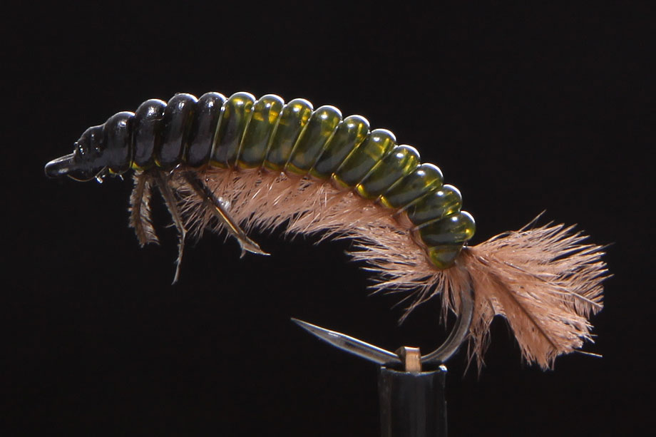 Hydropsyche Djolli Nymphen Fliegen